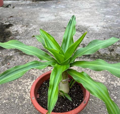 Spider Lily Crinum Asiaticum Plant Street