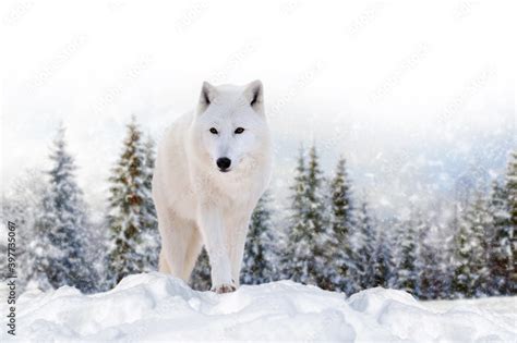 Hd Arctic Wolf Picture