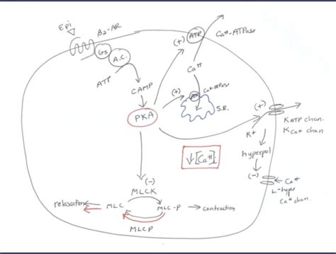 Cardio Phys Final Exam Flashcards Quizlet