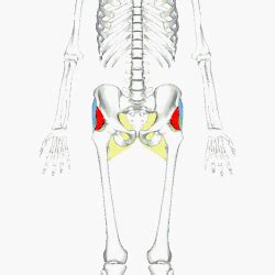 Gluteal Muscles Simple English Wikipedia The Free Encyclopedia