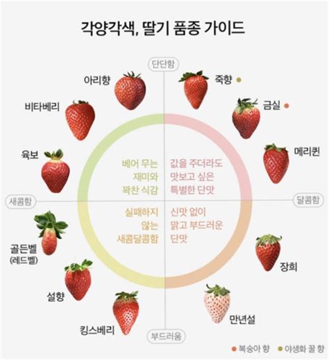 딸기 종류와 효능 딸기 지도 딸기 뷔페 정보 딸기 종류와 효능 딸기 지도 딸기 뷔페 정보