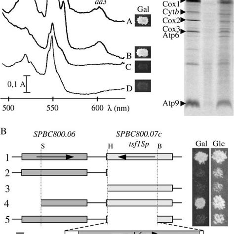 —heterologous Complementation Analysis S Download Scientific Diagram