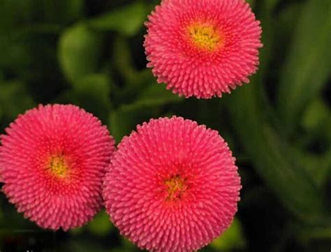 像菊花的花 菊花花 伤感说说吧