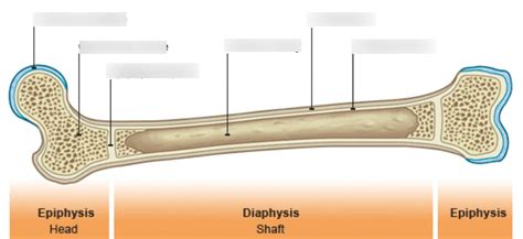 Diagram Of Skeletal System Quizlet