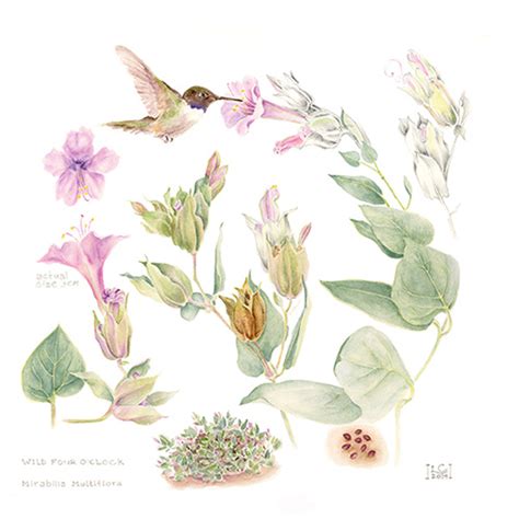 Final Summer Drawing Class Of 2017 With Local Artist Lisa Coddington Sept 7