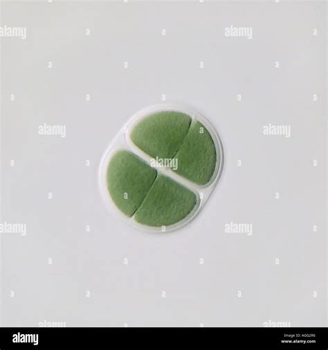 Chroococcus Turgidus Chroococcus Turgidus After Cytokinesis In Shining Through Light Stock