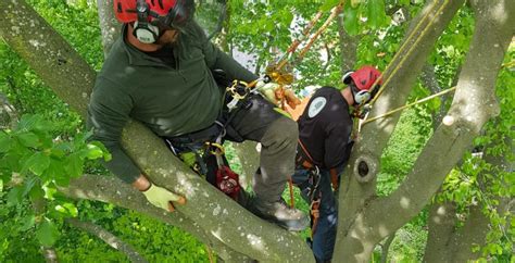 Our Skilled Team Fits A Dynamic Tree Support System Steve Amber And Sons
