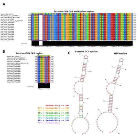 Sequence Alignment And Analysis Of Dch Isolates Compared To Human Hbv Download Scientific