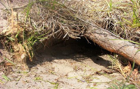 Gopher Hole Photograph By Charles Peck Fine Art America