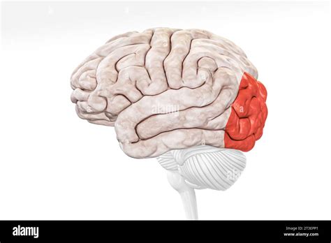 Cerebral Cortex Occipital Lobe In Red Color Profile View Isolated On White Background 3d