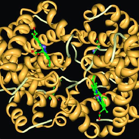 Depiction Of The Crystal Structure Of Human Deoxyhemoglobin At 174 Å Download Scientific