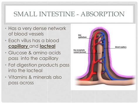 Ppt Essential Nutrients And Digestion Understanding Mammalian