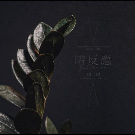 [ every single spine 一本刺 ] 【 暗反應 dark reaction】 black raven [ every