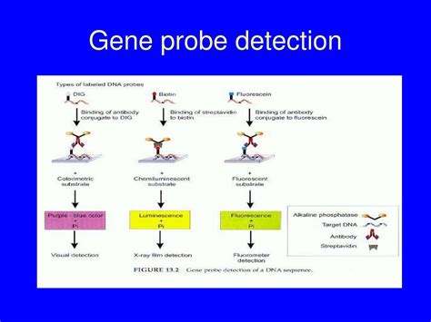 Ppt Sampling And Detection Of Microorganisms In The Environment Powerpoint Presentation Id