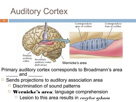Anatomy And Physiology Of The Auditory System Ppt