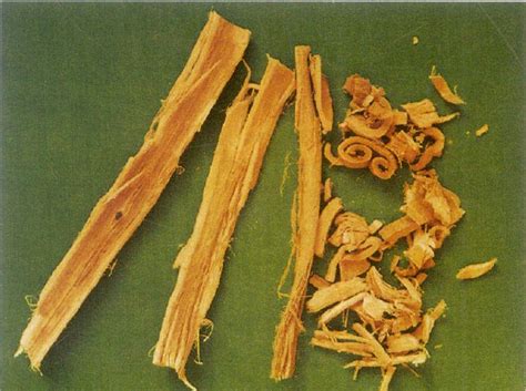 桑白皮 彩色中药学 医学