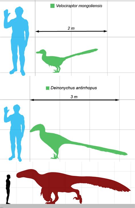 Velociraptor Top Deinonychus Middle And Utahraptor Bottom