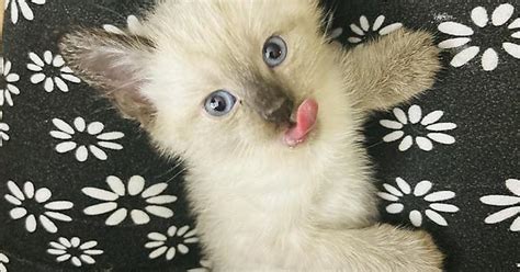 Nimbus Blepping Album On Imgur