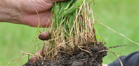 How To Promote Grass Root Growth 7 Easy Steps 2025