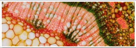 Jaringan Pada Tumbuhan Biologi Kelas Vii