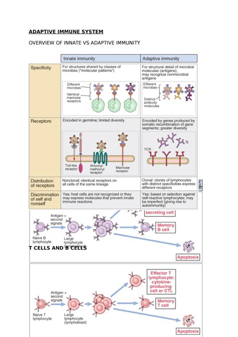 Adaptive Immune System Adaptive Immune System Overview Of Innate Vs