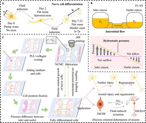 Schematic Of The Two Photon Polymerization Tpp Based Method For Download Scientific Diagram