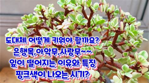 은행목 아악무 사랑무 ~ 잎이떨어지는 이유 특징을 잘 알고 키워보세요 ㅎ Youtube