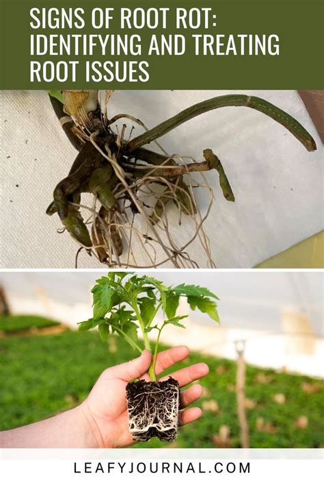 Signs Of Root Rot Identifying And Treating Root Issues Artofit