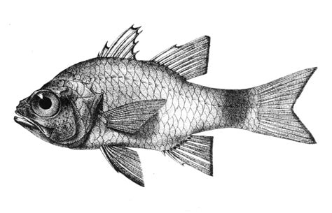 Ring Tailed Cardinalfish Facts Diet Habitat And Pictures On Animaliabio