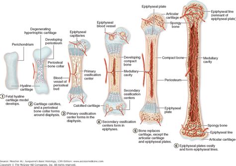 Does Anyone Know About Compact Bone Formation During Endochondral