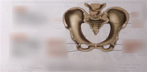 Example Of A Cartilaginous Joint Diagram Quizlet