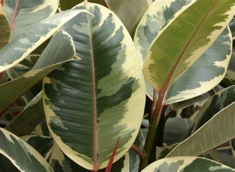 Фикус. Посадка, размножение, уход, сорта, фото на Supersadovnik.ru