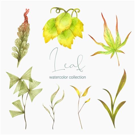 Free Vector Collection Of Greenery Leaf Plant Forest Herbs Tropical