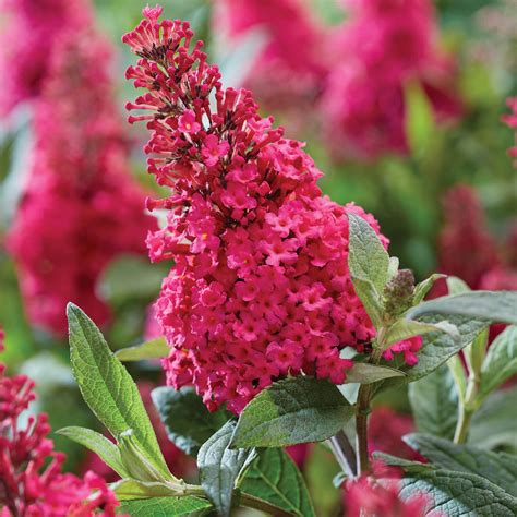 Lil Raspberry Butterfly Bush Magenta Flowering Butterfly Bush Plants By Mail