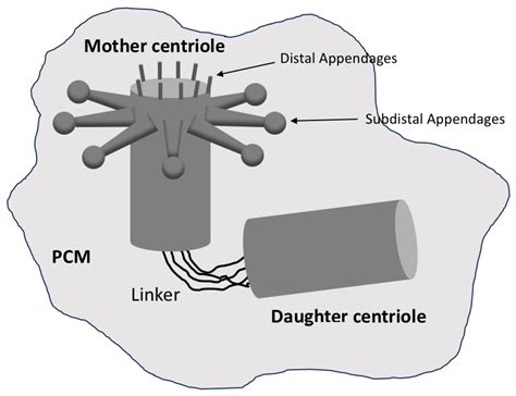 Centrioles Plant Cell