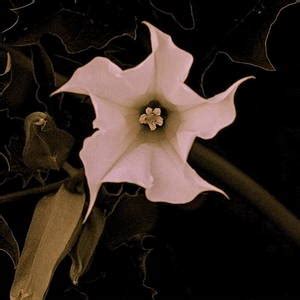 Afternoon Nip Photograph By Catia Juliana Pixels