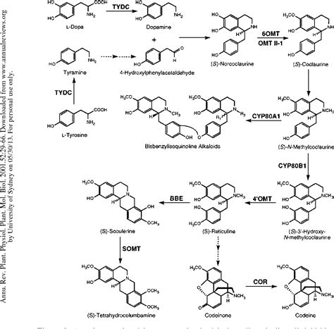 Tyramine Biosynthetic Process Semantic Scholar