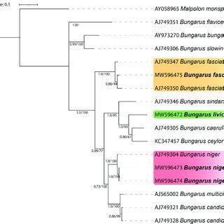 Bayesian Inference BA Phylogeny Based On Partial Cytb Gene Inferred Download Scientific