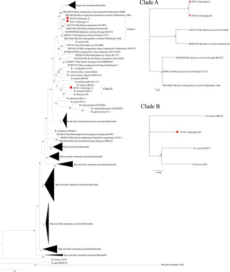 Compressed Maximum Likelihood Phylogenetic Tree Based On Glta