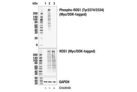 Phospho Ros1 Tyr22742334 E8f5j Rabbit Mab Cell Signaling Technology