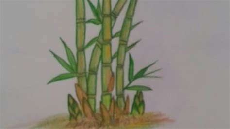 How To Draw A Bamboo Tree Askexcitement