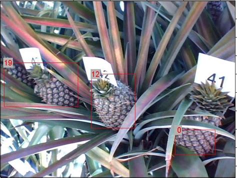 10 Pineapple Fruit Detection Detection Using Method Of Moonrinta Et