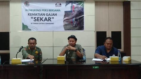 Taman Satwa Semarang Membantah Eksploitasi Jadi Penyebab Matinya Gajah