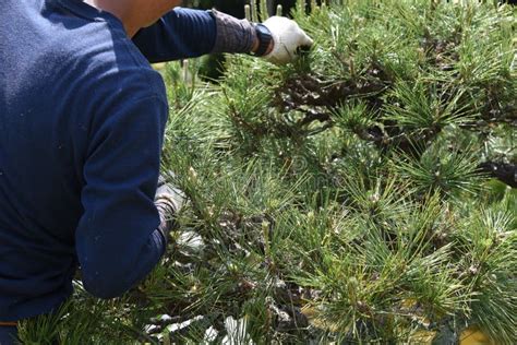 Pruning Of A Pine Tree Stock Photo Image Of Prune Shrub 147873192