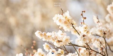 국립산림과학원 On Twitter 매실나무는 장미과에 속하는 낙엽 활엽 교목입니다 초봄 잎보다 꽃이 먼저 피는데요 아시는 분도 있겠지만 매실나무의 꽃은 우리가 잘