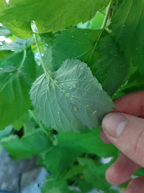 I Recently Discovered Aphids On The Raspberry Plant Does Anyone Know Any Tricks To Get Rid Of