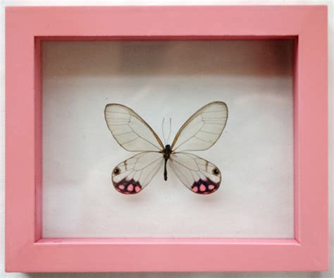 Mounted Purple And Pink Glasswing Butterfly Cithaerias Pyr Flickr