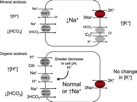 Physiology And Pathophysiology Of Potassium Homeostasis Core
