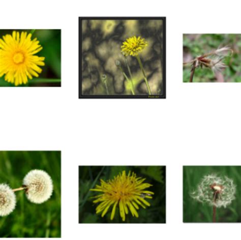 Flowers Dataset For Image Classification Kaggle