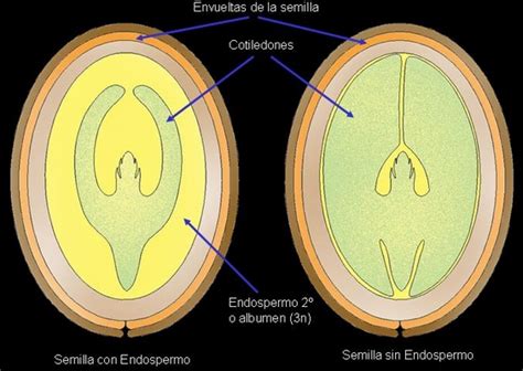 Anatomía De Una Semilla 67 Semilla Exomorfología